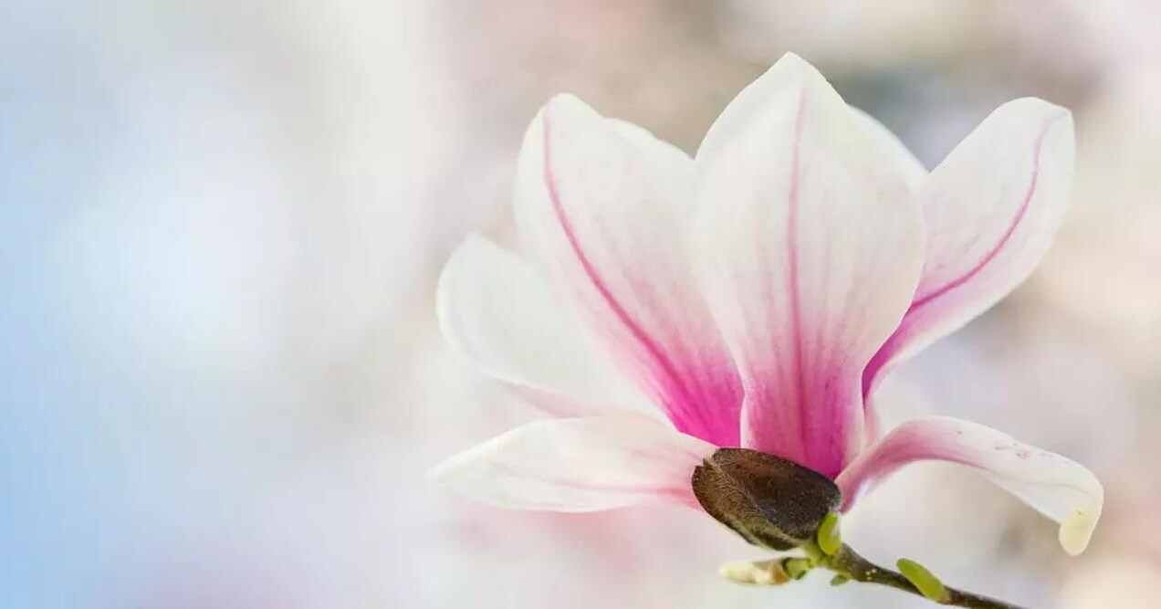 Magnolia CMS - Leistungsstarke Content-Management-Lösungen von PARAPLAN